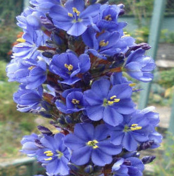 Plants - The Collectors Corner | Buy unusual perennial plants, bulbs ...