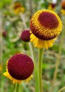HELENIUM PUBERULUM - The Collectors Corner | Buy unusual perennial ...