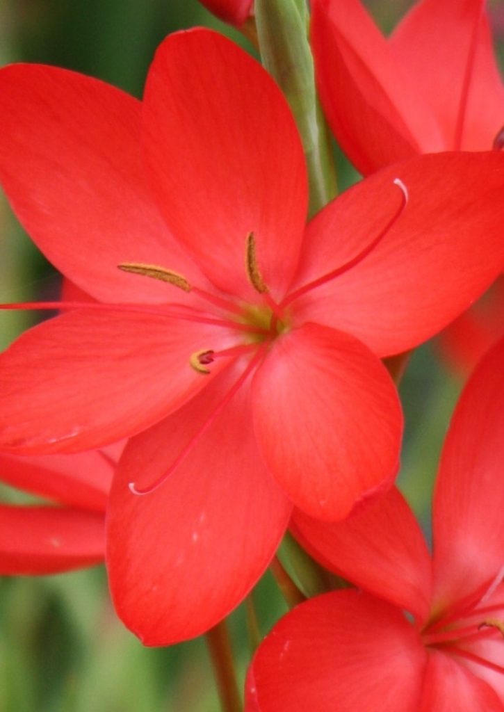 HESPERANTHA COCCINEA - The Collectors Corner | Buy unusual perennial ...