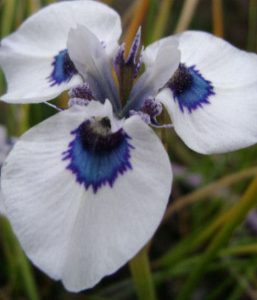 MORAEA ARISTATA - The Collectors Corner | Buy unusual perennial plants ...
