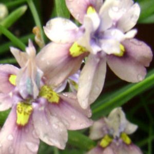 Shop - Page 3 of 5 - The Collectors Corner | Buy unusual perennial ...