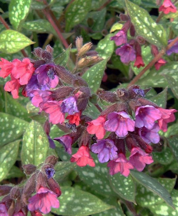 PULMONARIA LEOPARD - The Collectors Corner | Buy unusual perennial ...
