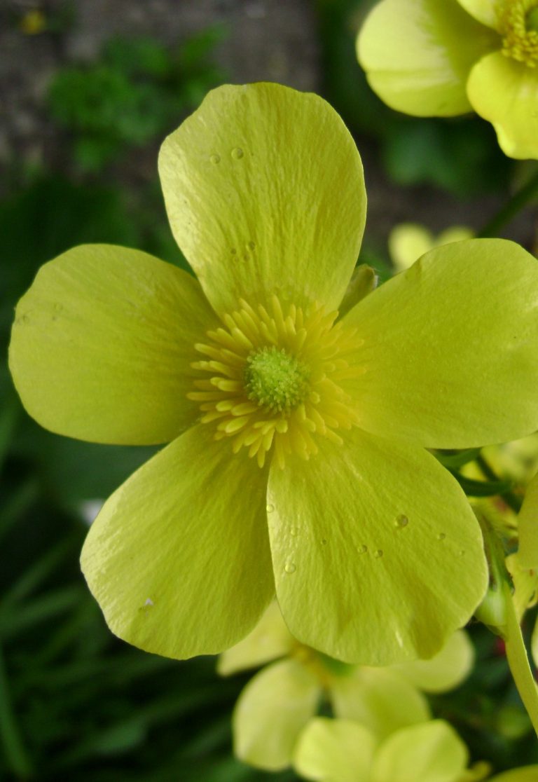 RANUNCULUS CORTUSIFOLIUS - The Collectors Corner | Buy unusual ...
