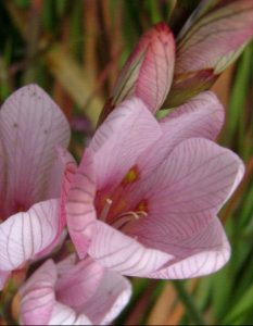 TRITONIA LINEATA PALE PINK - The Collectors Corner | Buy unusual ...