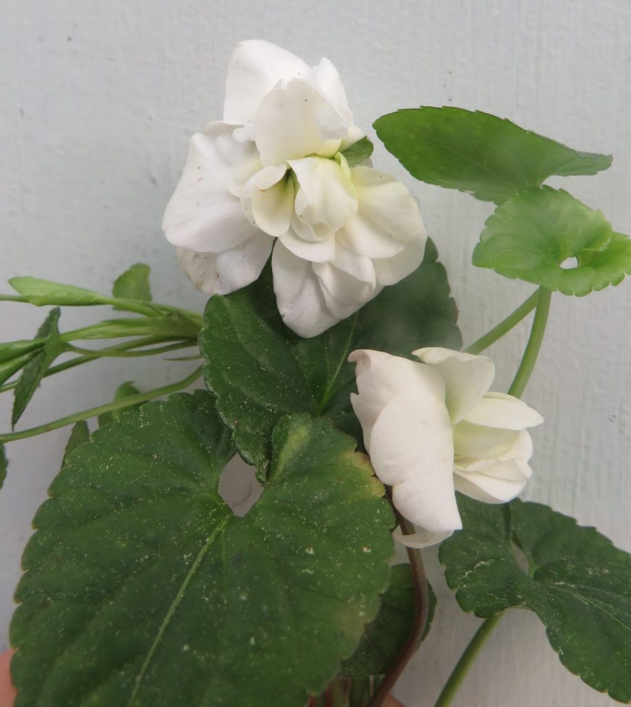 VIOLET ODORATA DOUBLE WHITE - The Collectors Corner | Buy unusual ...