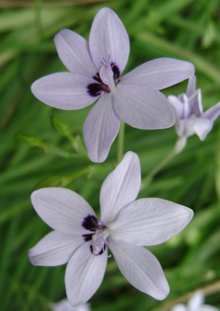 ANOMATHECA LAXA AZUREA - The Collectors Corner | Buy unusual perennial ...