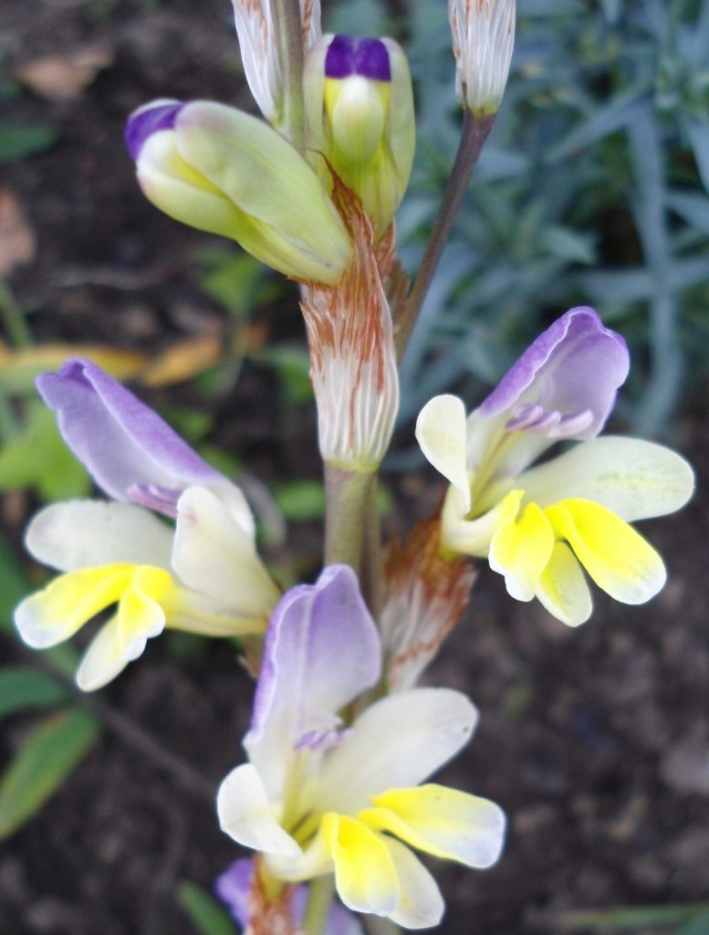 SPARAXIS VILLOSA - The Collectors Corner | Buy unusual perennial plants ...