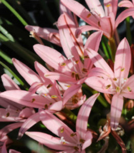 ASPHODELUS ACAULIS - The Collectors Corner | Buy unusual perennial ...