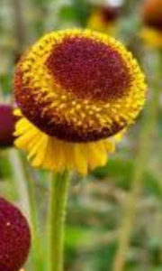 HELENIUM PUBERULUM - The Collectors Corner | Buy unusual perennial ...