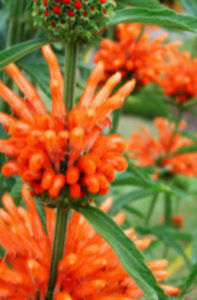 LEONOTIS LEONURUS - The Collectors Corner | Buy unusual perennial ...