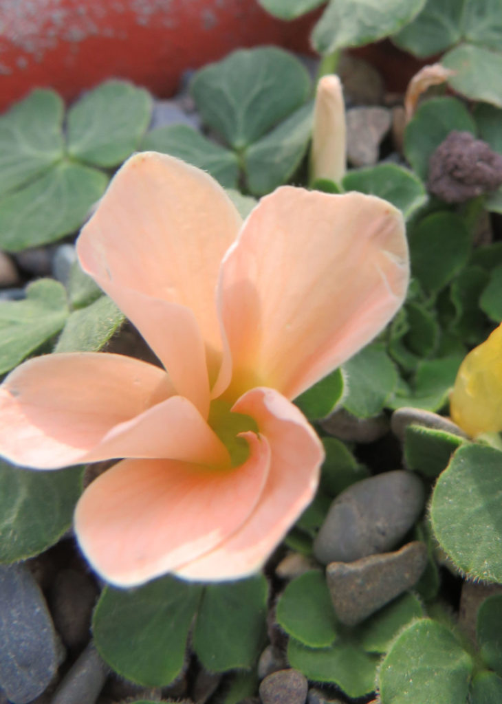 OXALIS PULCHELLA - The Collectors Corner | Buy unusual perennial plants ...