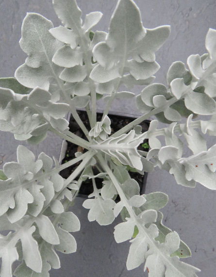 CENTAUREA CINERARIA - The Collectors Corner | Buy unusual perennial ...