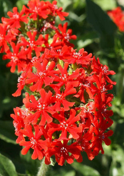 LYCHNIS CHALCEDONIA - The Collectors Corner | Buy unusual perennial ...