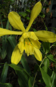 PARAMONGAIA WEBERBAUERI - The Collectors Corner | Buy unusual perennial ...