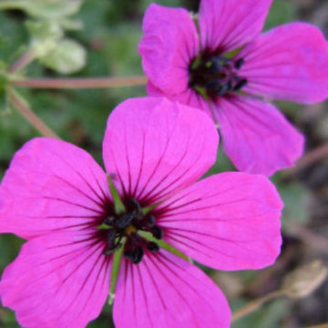 Plants - The Collectors Corner | Buy unusual perennial plants, bulbs ...