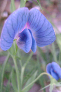 LATHYRUS SATIVUS - The Collectors Corner | Buy unusual perennial plants ...