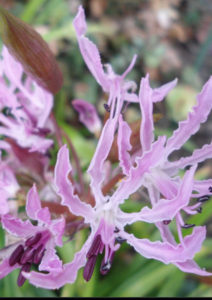 NERINE UNDULATA - The Collectors Corner | Buy unusual perennial plants ...