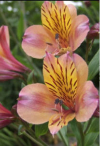 ALSTROEMERIA SUNSET - The Collectors Corner | Buy unusual perennial ...