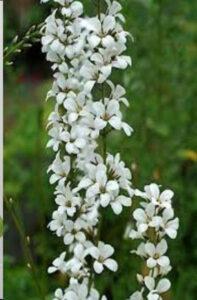 FRANCOA RAMOSA - The Collectors Corner | Buy unusual perennial plants ...